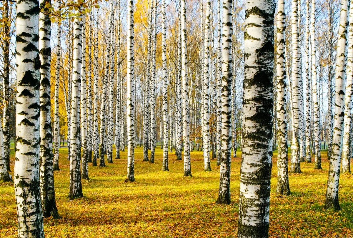 Abedul (Betula pendula): Un Pilar de la Nutrición y el Bienestar ...